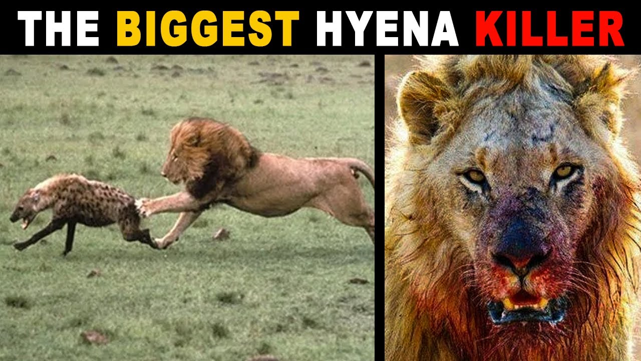 Lion NTWADUMELA - Wild African Lions Battle for Survival at Night ...