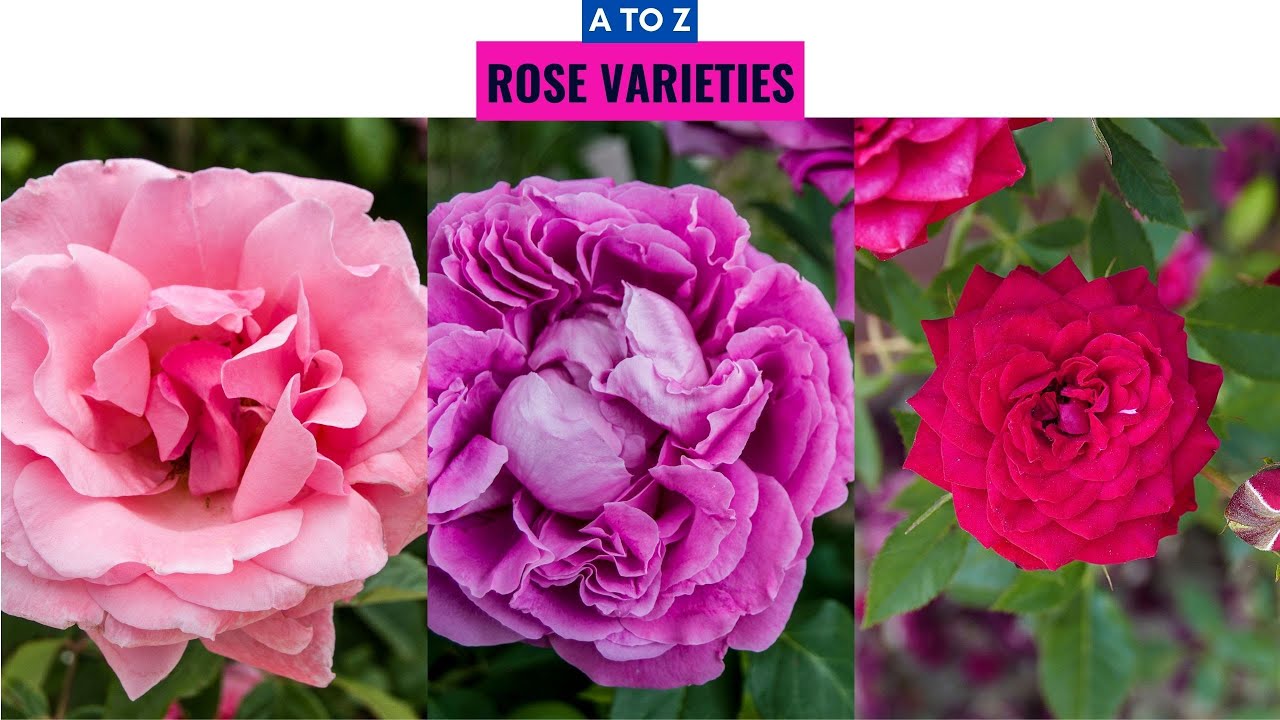Rose Varieties A to Z - YouTube