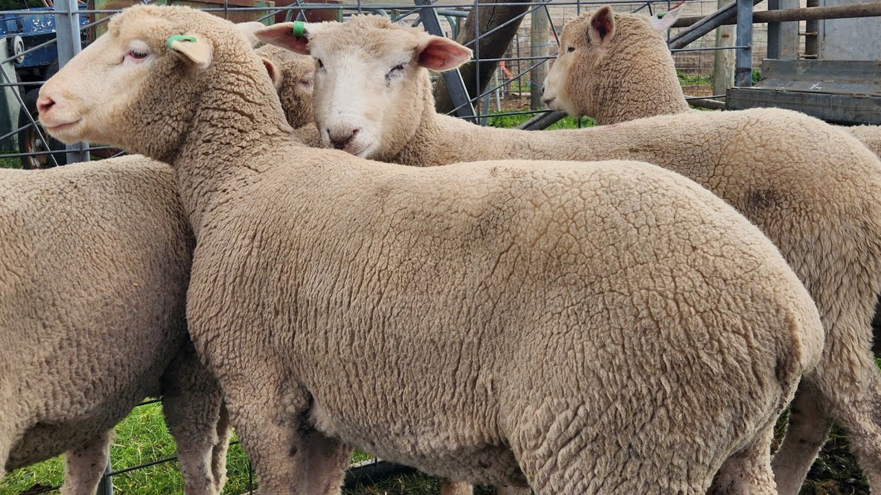 Choosing a Lamb To butcher (Identifying A Lamb Is Safe To Eat) - YouTube