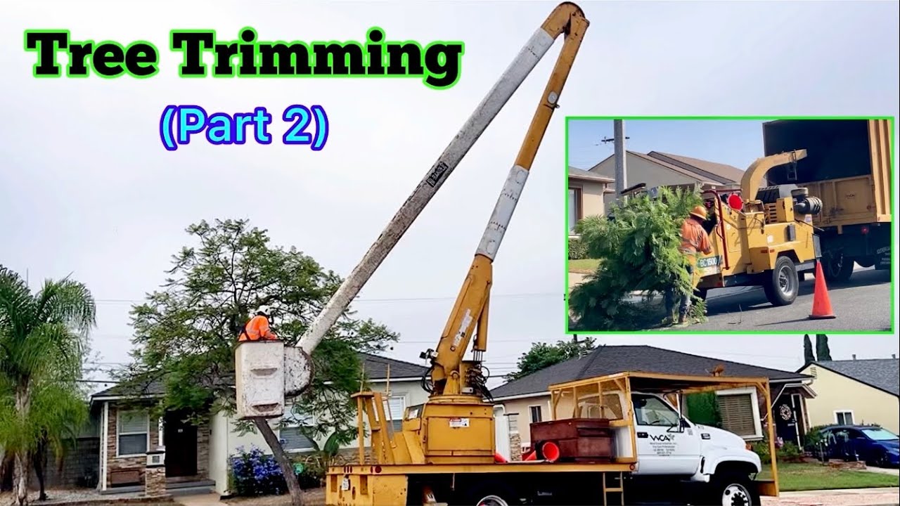 Tree Surgeon (Tree Trimming)｜COMPLETE PROCESS｜Bucket Truck ｜Wood ...