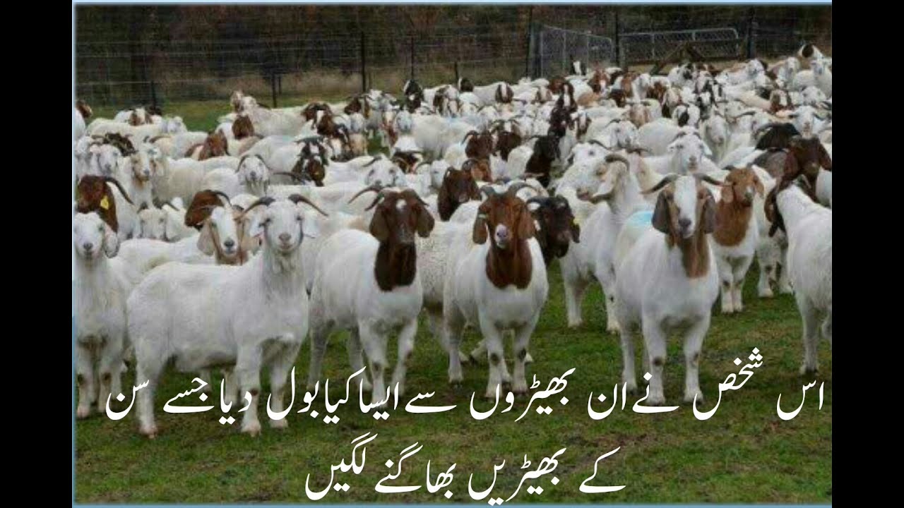 Funny talking with goats - YouTube