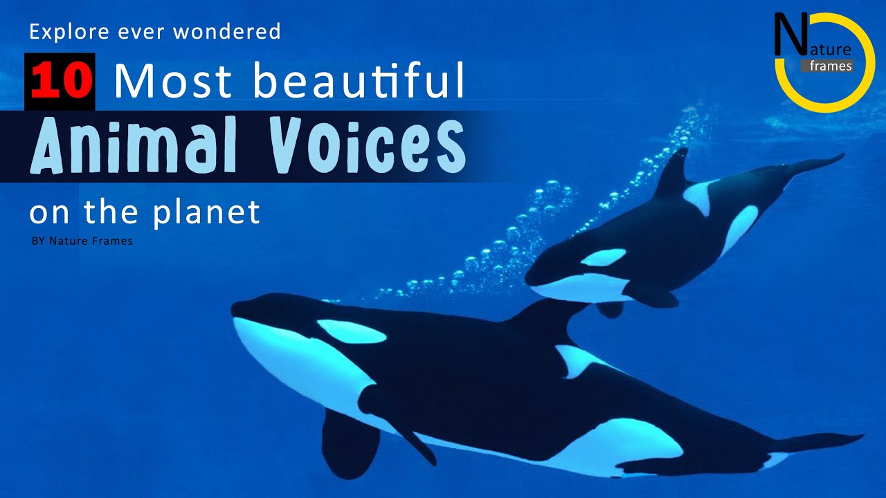 10 most beautiful animal voices | The Healing power of Nature Sounds ...