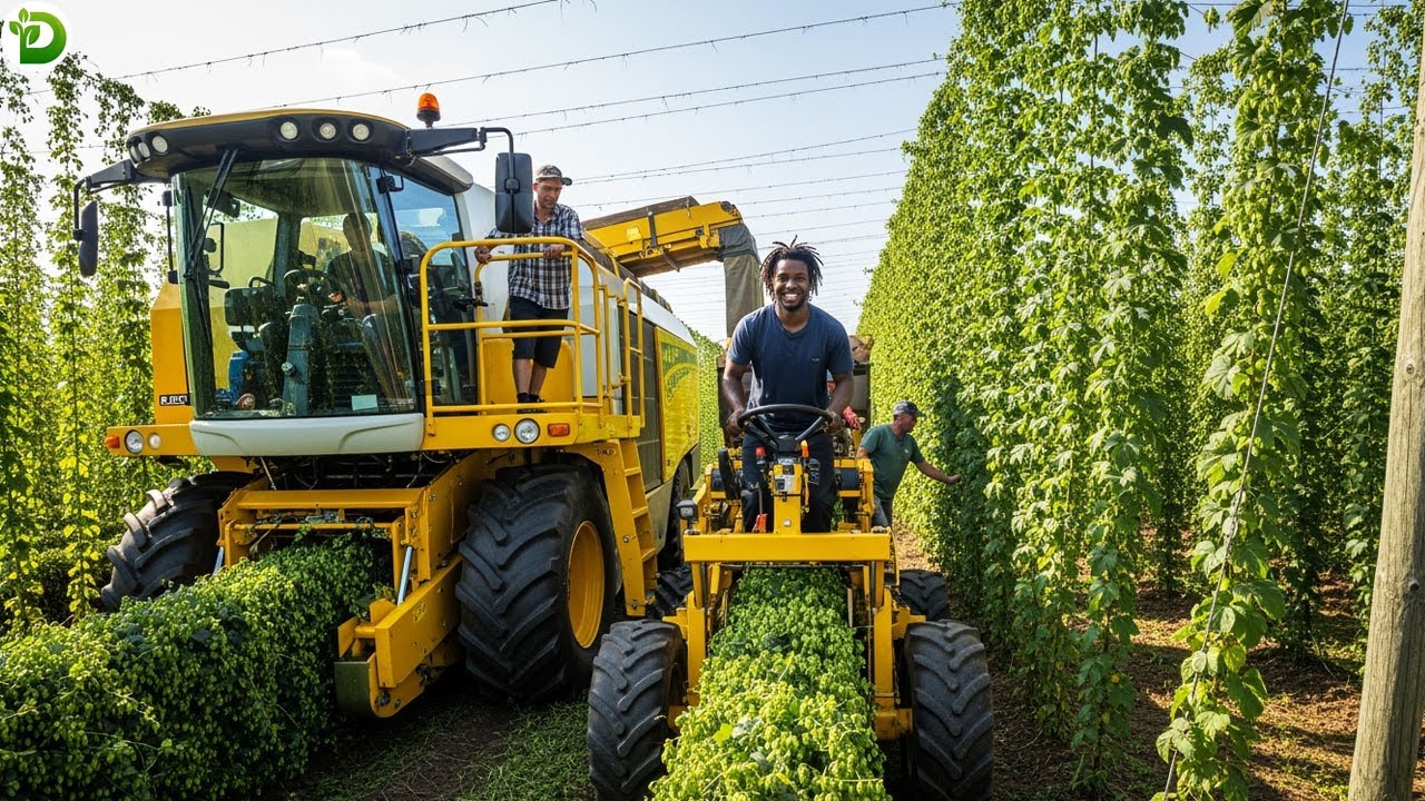 How Farmers Make Millions From This Flower? - The World's Largest Hop ...