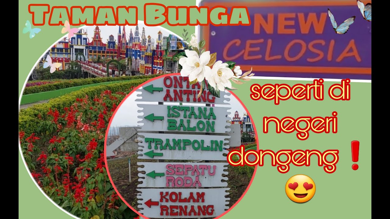 Cantik Banget‼️ NEW CELOSIA‼️ Taman Wisata Bunga Terbaru 2023 di ...