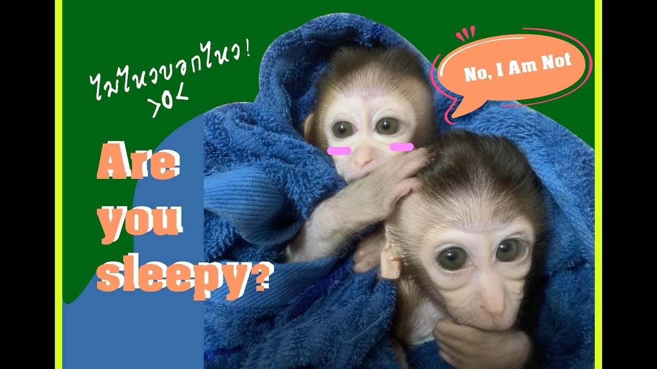 [Baby Monkey ]Ep.7 你想睡了是嗎? Cute Monkey feel sleey..Zzz - YouTube
