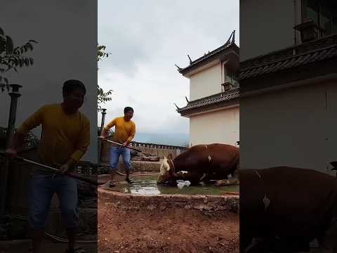 #High-powered slaughtering tools #Slaughtering tools for pigs, cattle, donkeys, and horses