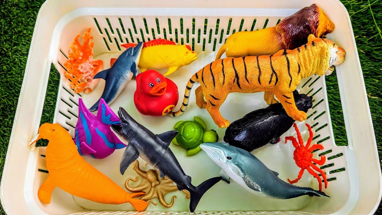 Who Lives Where? Zoo vs. Sea Animals | Educational Video For Kids - YouTube