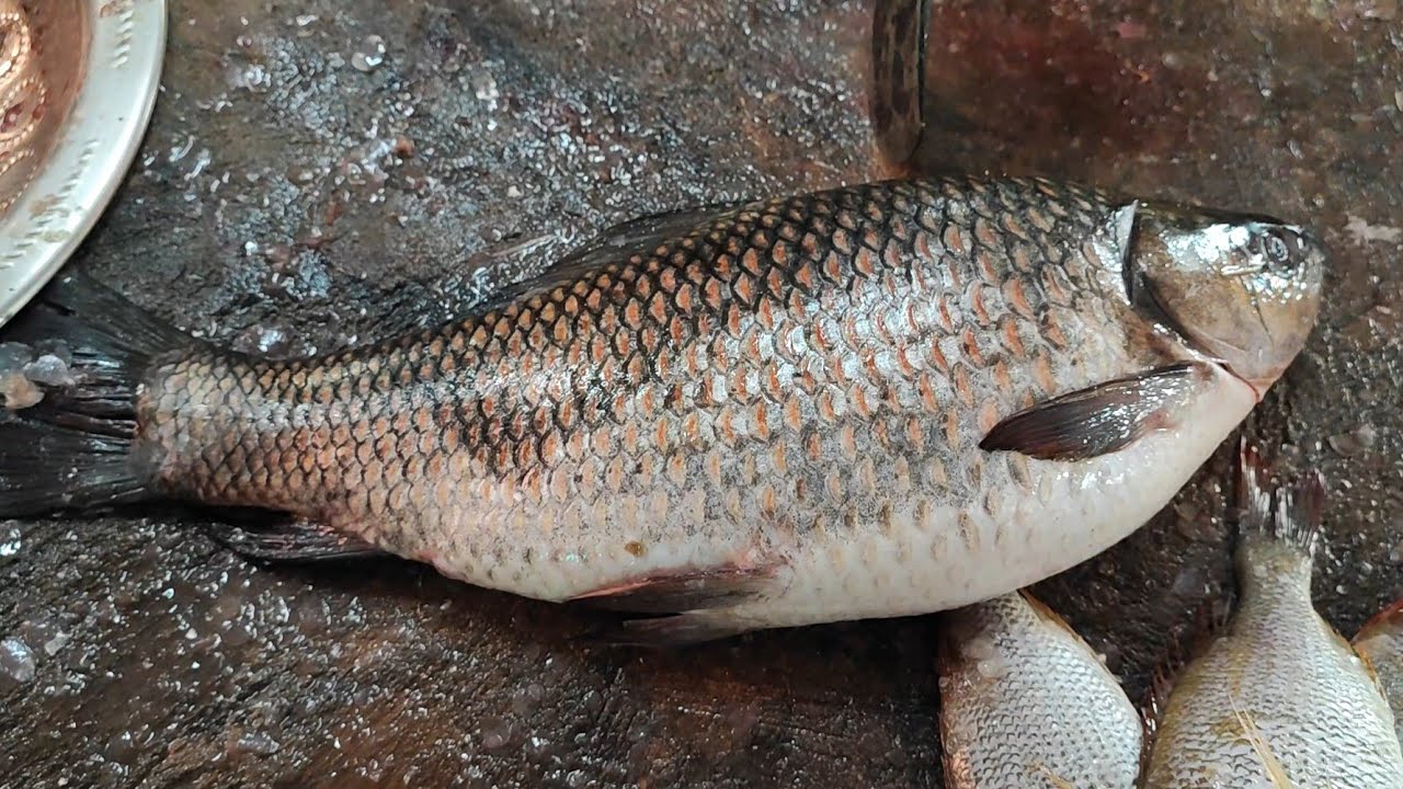 🔥 AMAZING KATLA FISH CUTTING SKILLS | KENDA FISH CUTTING FOR HOME ...