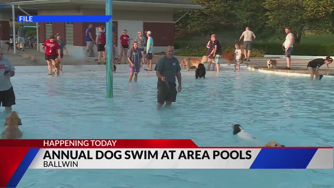 Annual dog swim at area pools today - YouTube