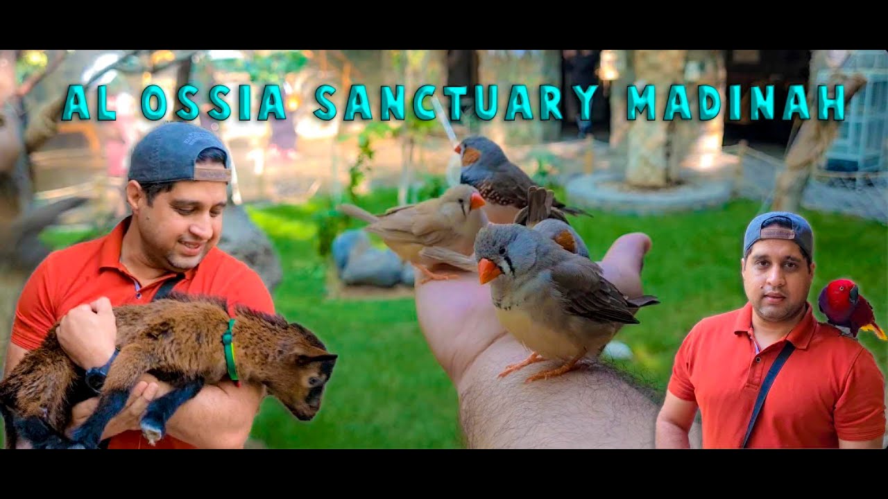Al-Ossia Sanctuary Madinah / Birds park in Madhina / Unique experiance ...