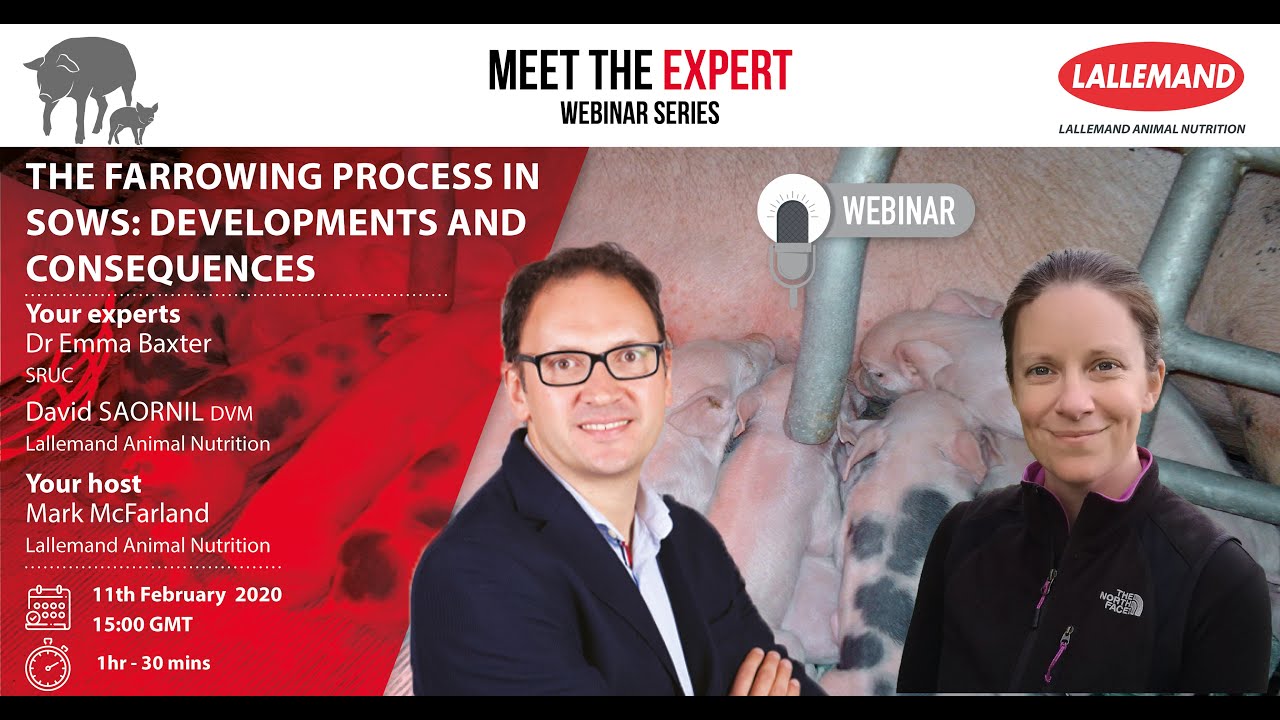 The farrowing process in sows developments and consequences - YouTube