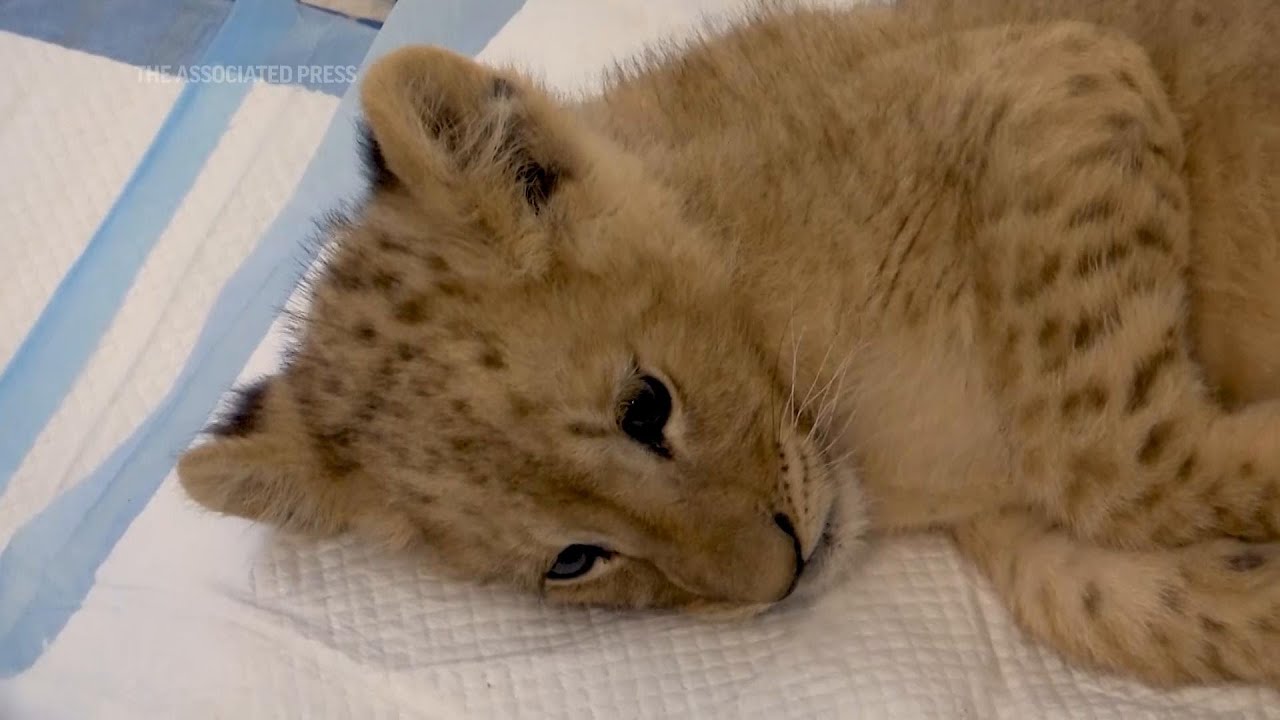 Young lion cub recovering at animal charity shelter in Lebanon after ...