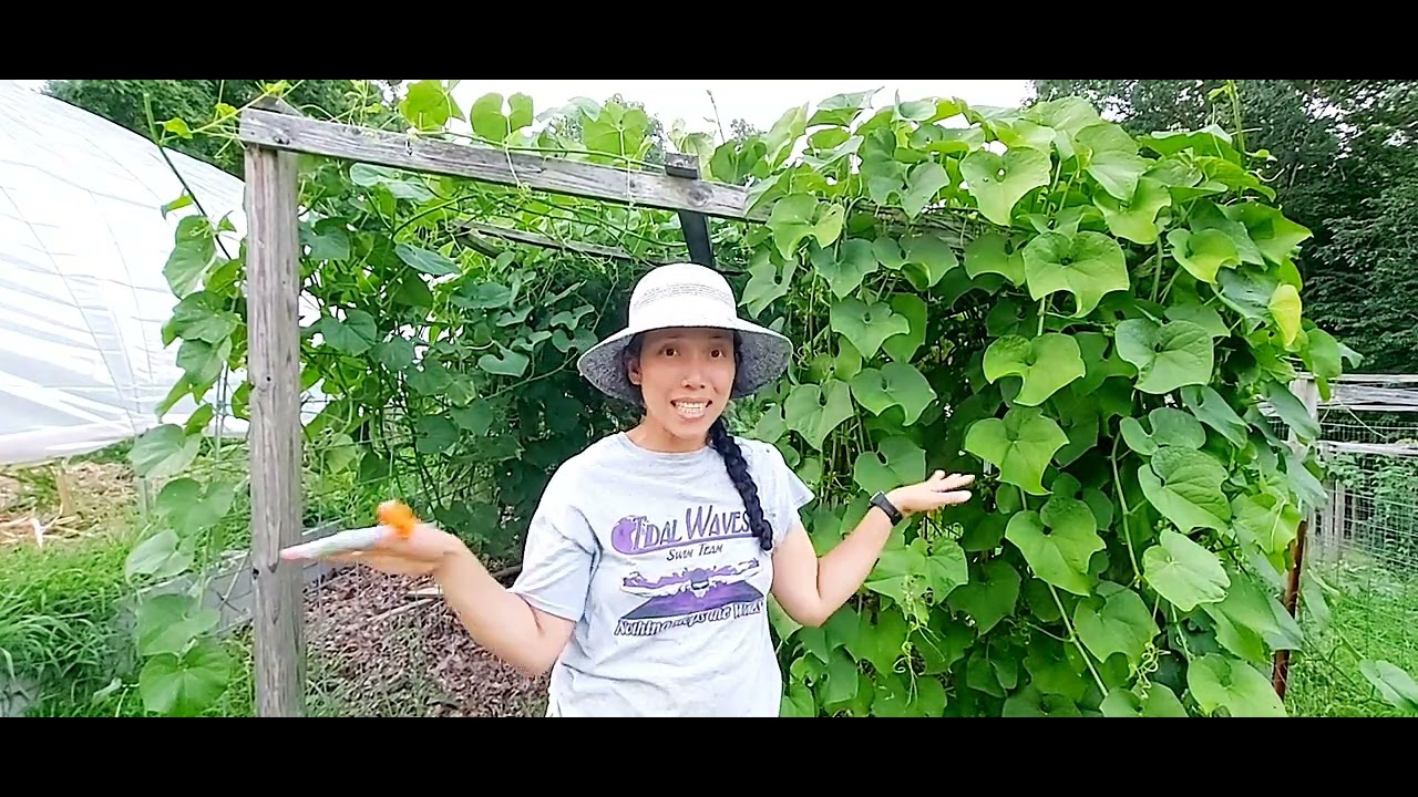 How I Grow Re-grow and Maintain My Chayote Plants. Q & A - YouTube