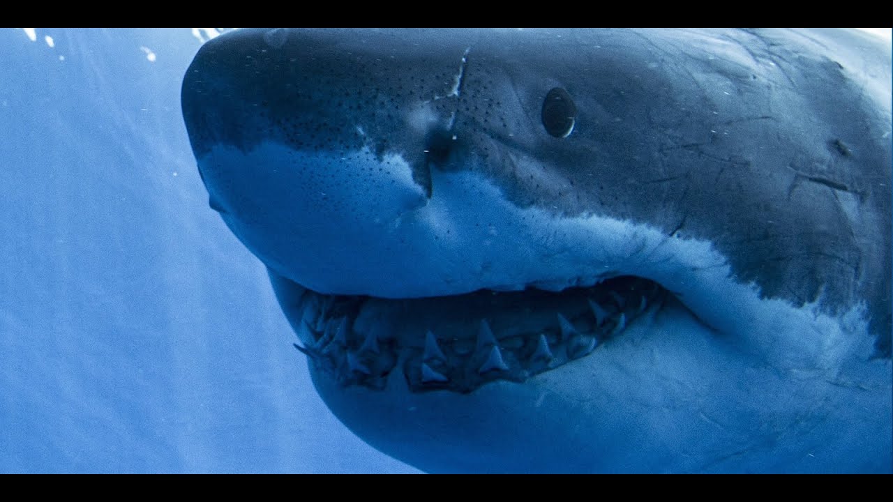 HIU MERAH MULAI BEREVOLUSI !!! | MANEATER Part 3 - YouTube