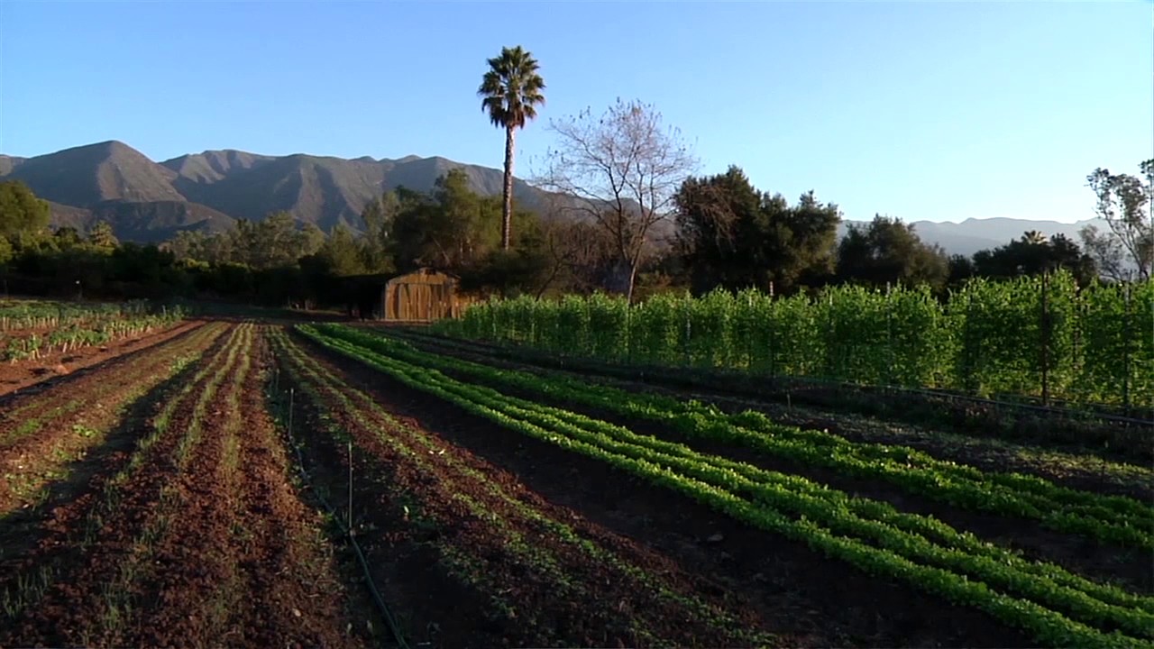 Farm Project - California Vegetables - YouTube