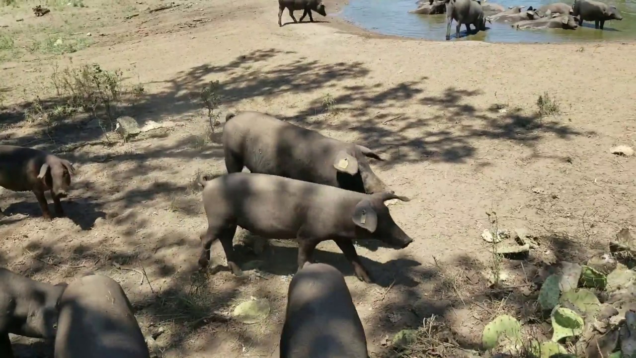 Subaru Sambar off-road pig farm delivery and tour - YouTube