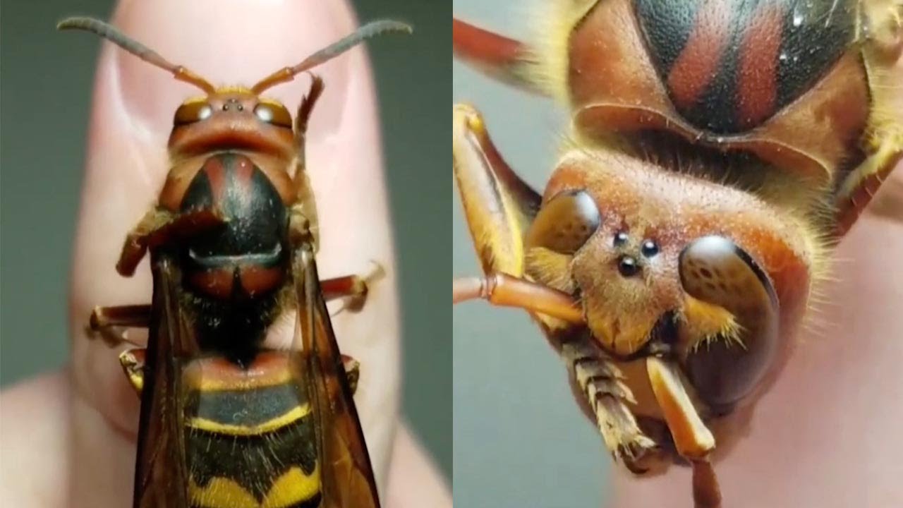 Fascinating Macro Video of Wasp Grooming Itself - YouTube