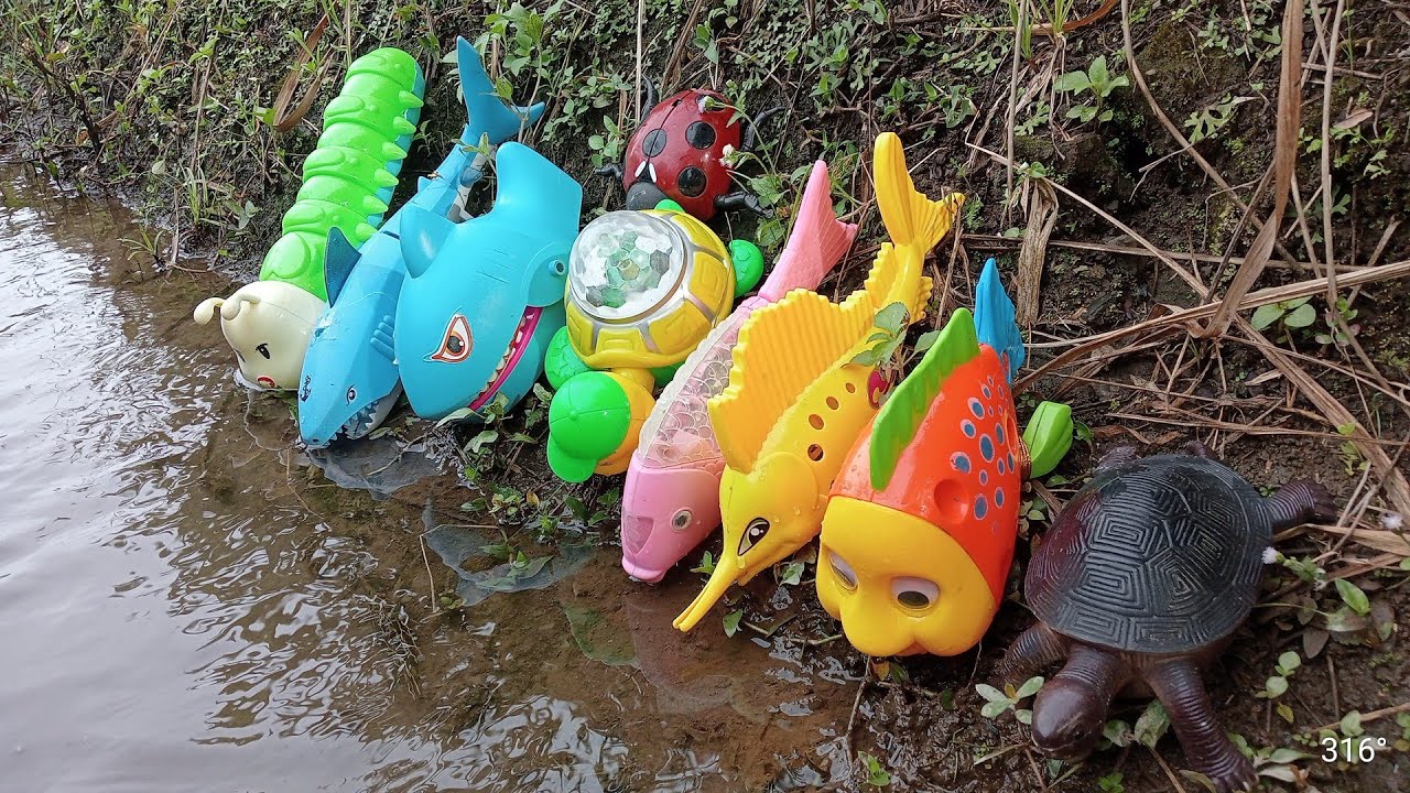 Mencari Mainan Hewan Ikan Hiu, Ikan Nemo, Ikan Koi, Kura-kura, Ulat ...