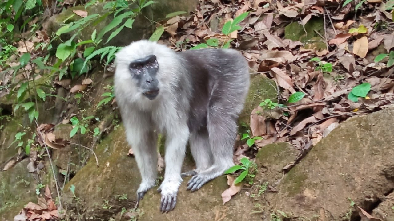 Raja Monyet Turun Gunung!!!Ini Yang Terjadi😱😱😱 - YouTube