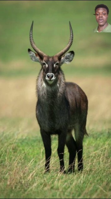 the Waterbuck, the aquatic antelope.... - YouTube