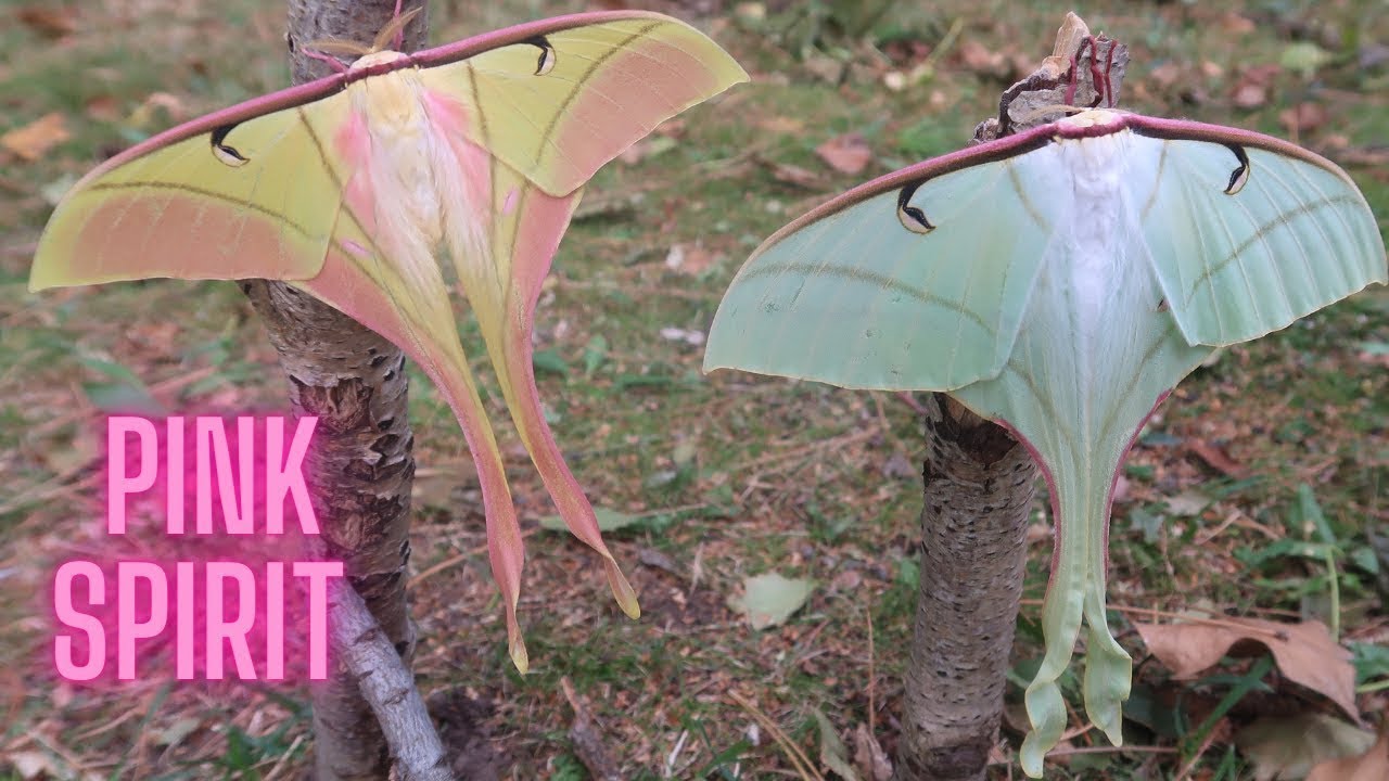 Pink Spirit Moth - Mythical Insect - Actias rhodopneuma (Saturniidae ...