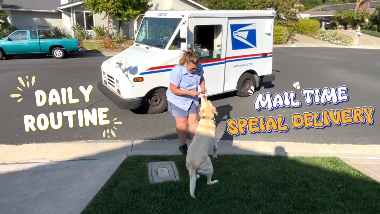 Labrador Accepts "Special Delivery" from Her Neighbor Mail Carrier ...