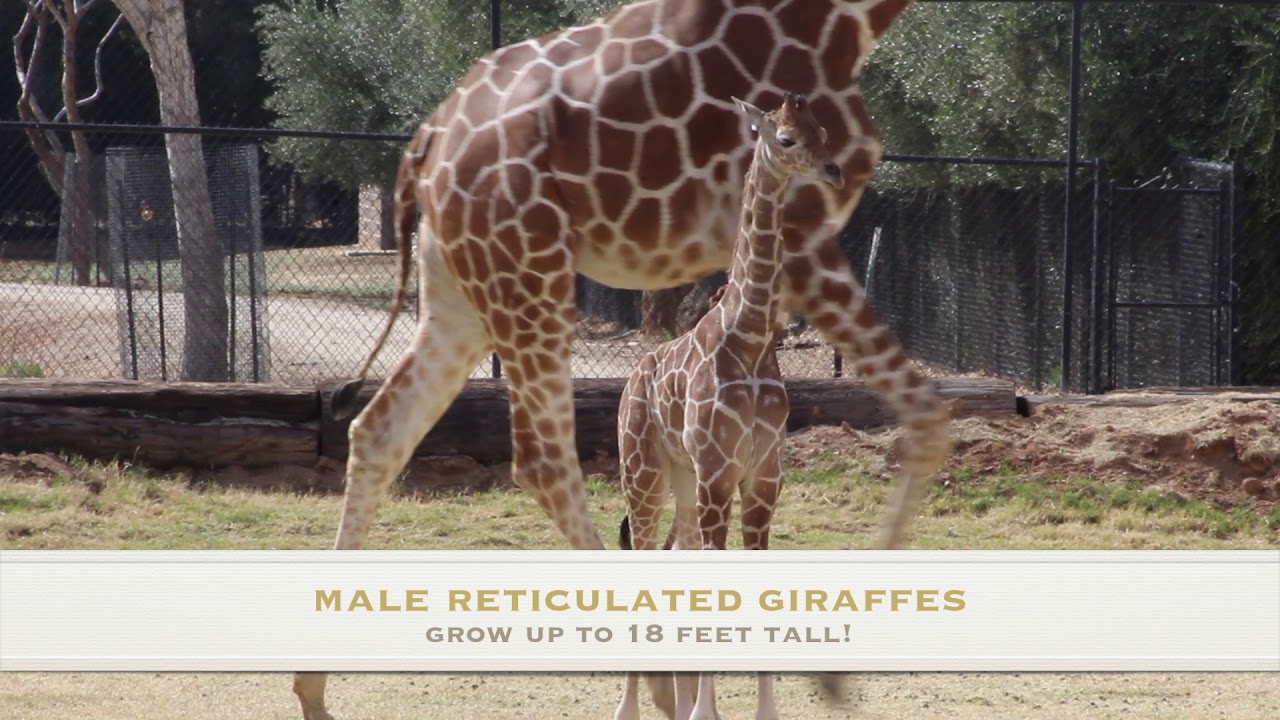 Austin Our Adorable Baby Giraffe Turns 3 Weeks Old - YouTube