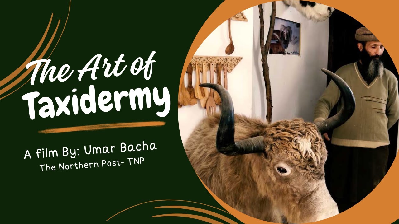 Art of Taxidermy | The Taxidermist of Hunza Gilgit Baltistan | Musical ...