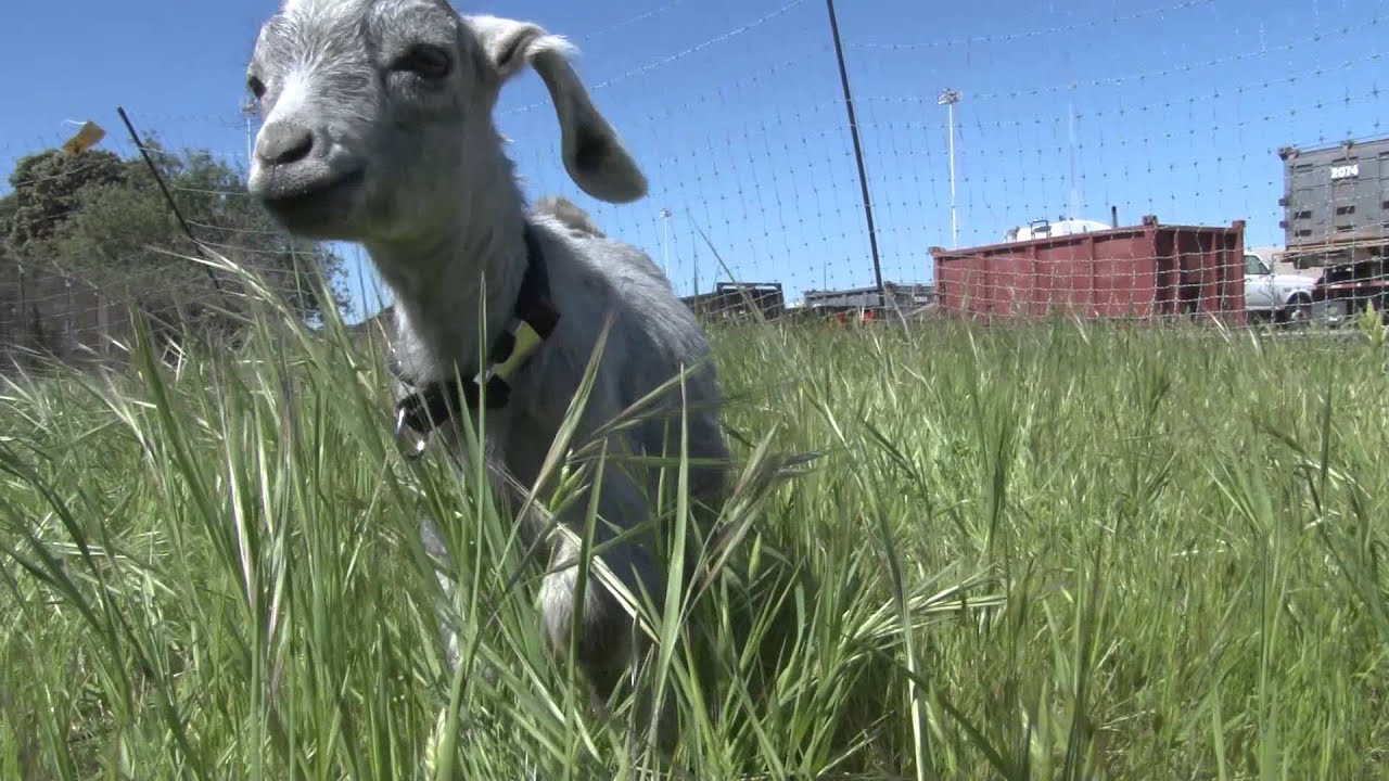 City Grazing in San Francisco Adds Kid Goats to Herd - YouTube