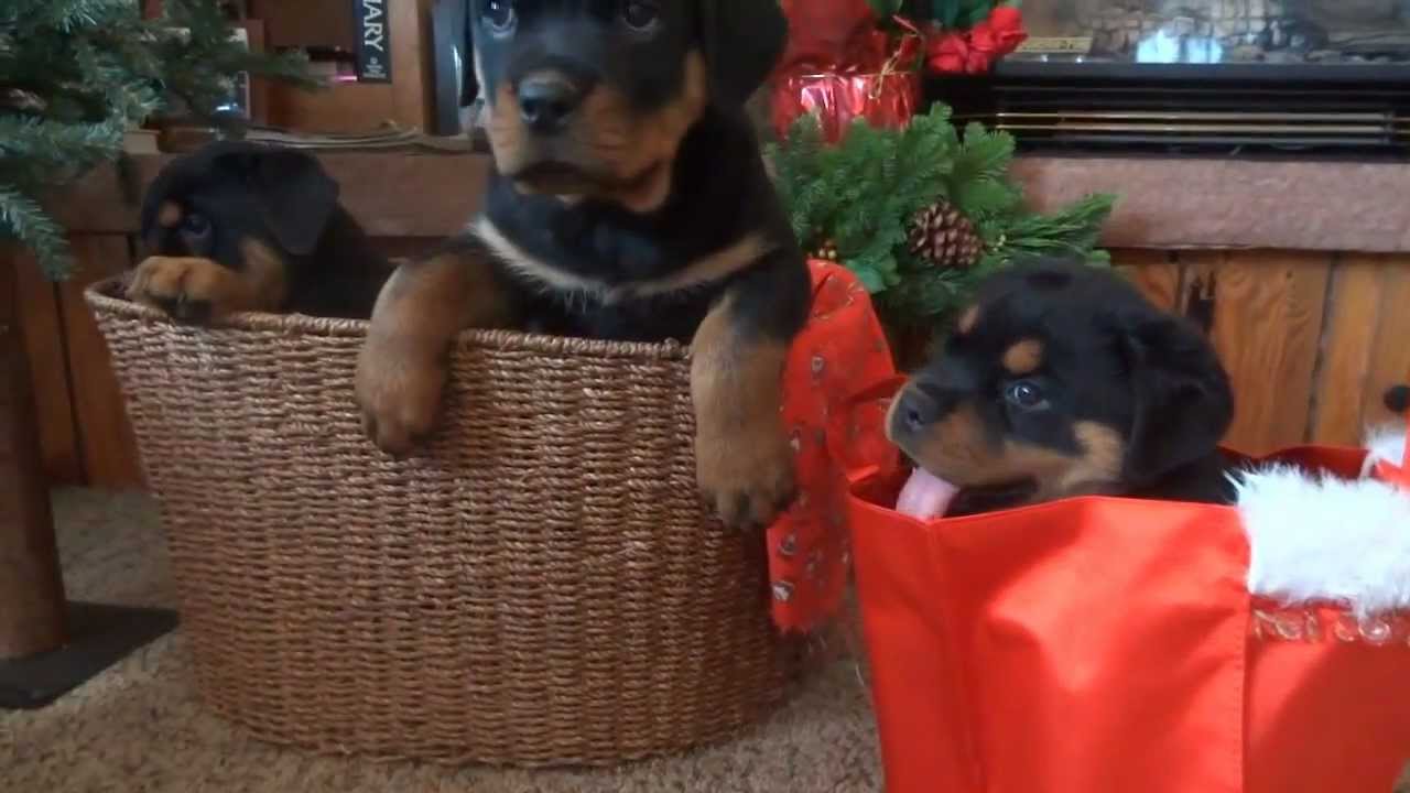 8 week old Christmas Rottweiler Puppies - YouTube