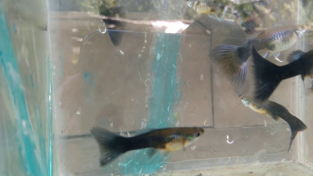 Female Blue Tuxedo Guppy - YouTube