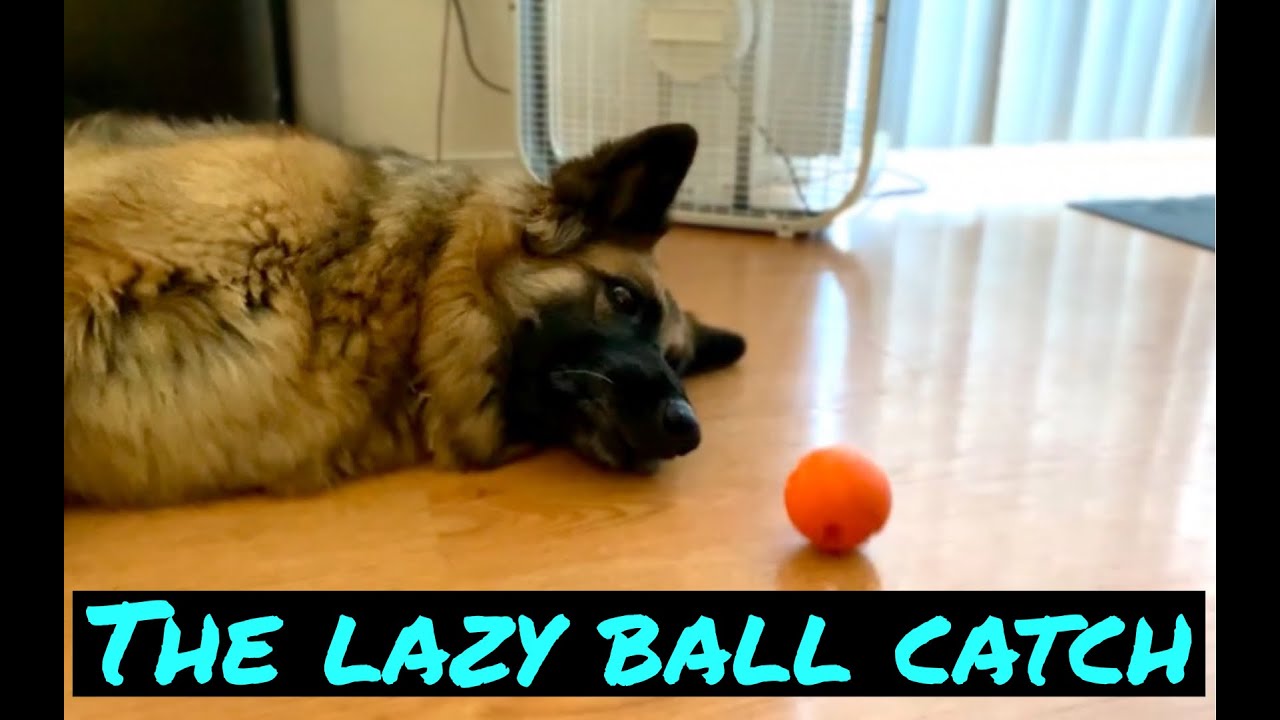 Bea's Lazy Ball Catch - YouTube