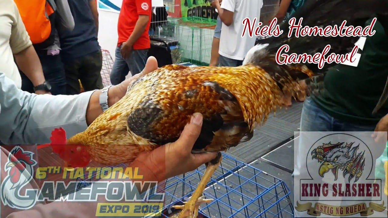 6th National Gamefowl Expo 2019 KING SLASHER - YouTube