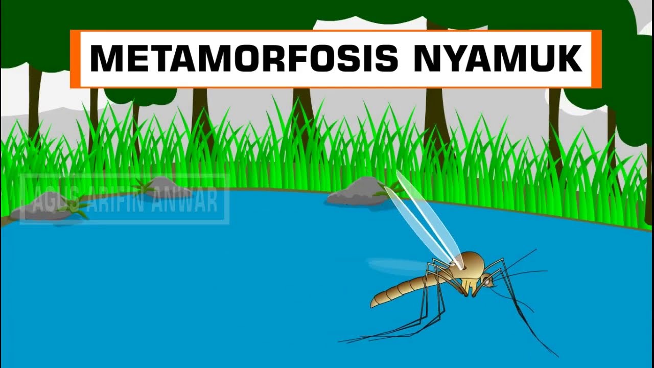 ANIMASI METAMORFOSIS NYAMUK - YouTube