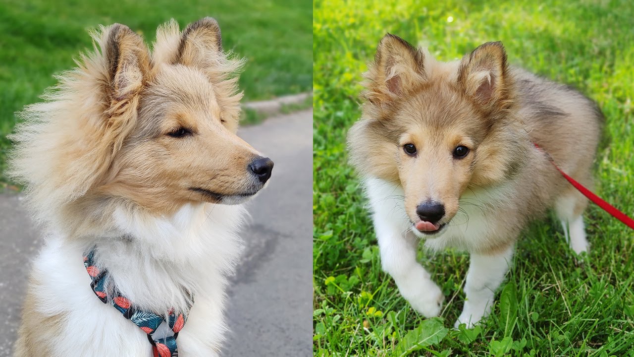 Fun memories with our sheltie puppy 😍 - YouTube