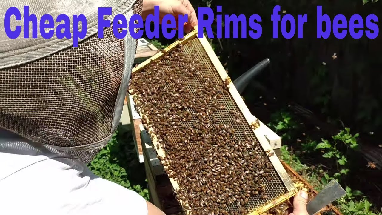 🔵Feeding pollen patties in SHB country using feeder rims! - YouTube