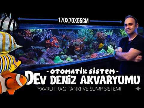 DEV DENİZ AKVARYUMU | PALYAÇO BALIĞI VE MERCANLAR | BALIKLARI BİR GÜNDE ÖLDÜREN PARAZİT!&FRAG TANKI