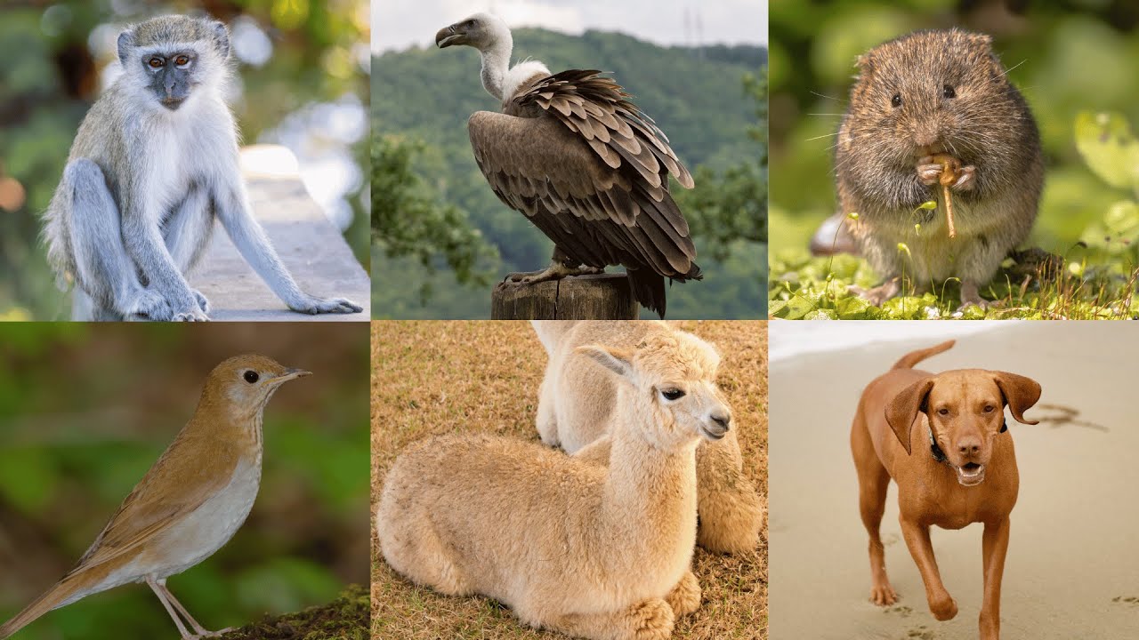 Voyage Through 'V': 10 Vivid Animals - Alphabet Wonders for Kids - YouTube