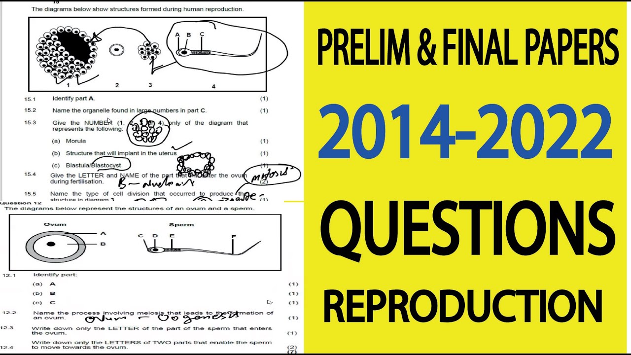 PRELIM PAPERS: Grade 12 life sciences Human reproduction: ovarian cycle ...