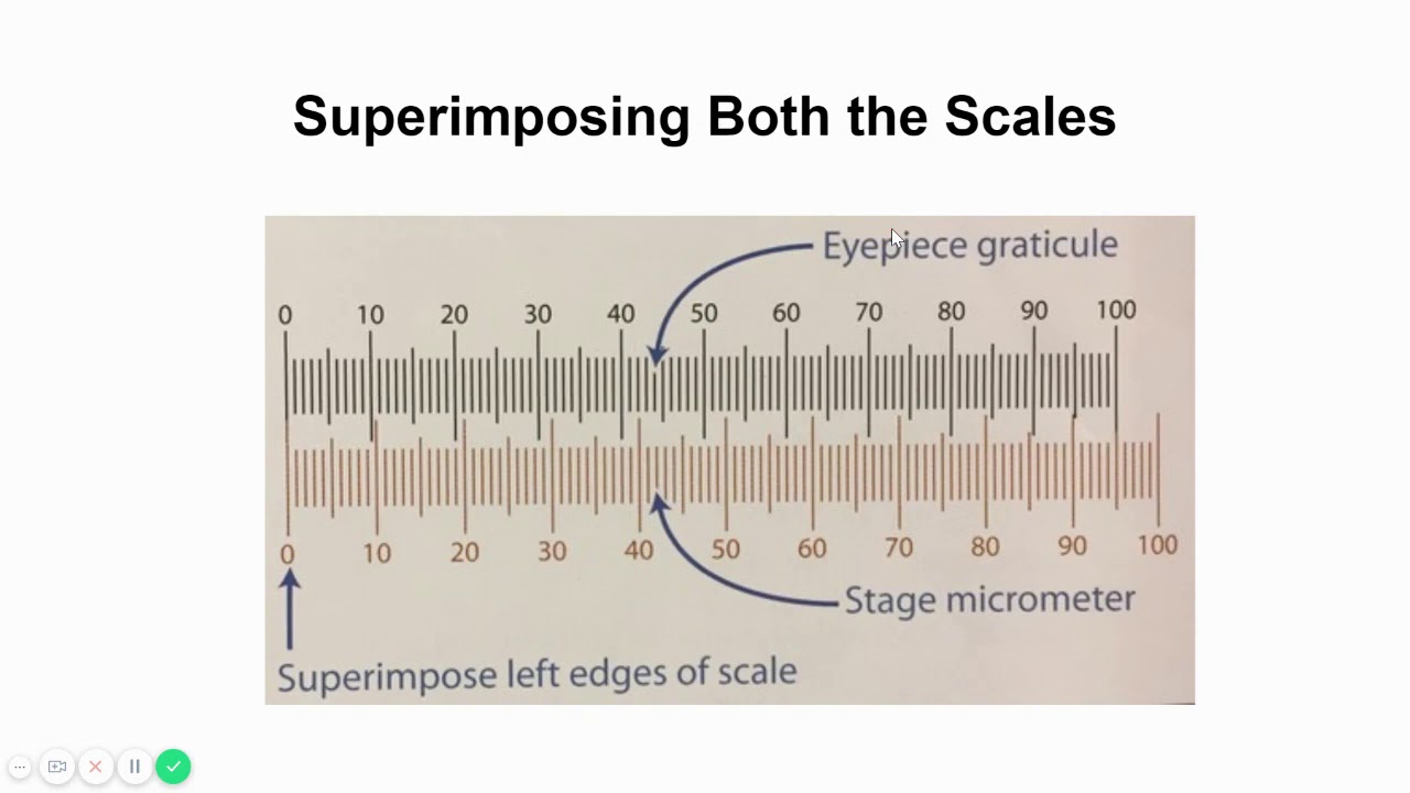 37.2 Calibrating Eyepiece Graticule #part 1 - YouTube