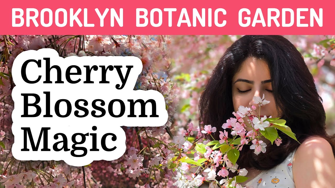 Cherry Blossoms at Brooklyn Botanic Garden | Spring 2025 Full Bloom ...