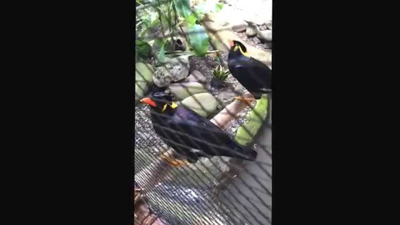 Philippine Mayna bird from Palawan says Good Morning - YouTube