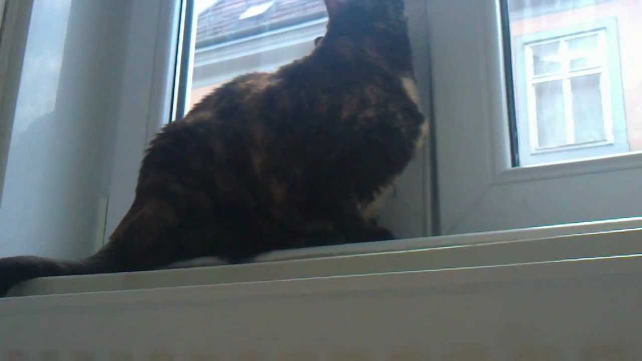 my barking cat - YouTube