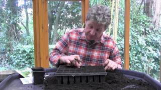 HOW TO GROW LEEKS  multi seeding