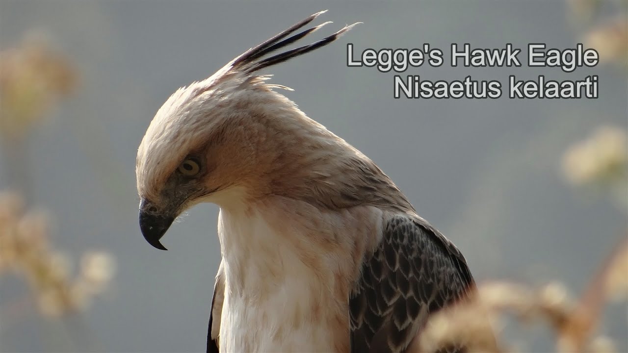 Legge's Hawk-Eagle - Nisaetus kelaarti - YouTube