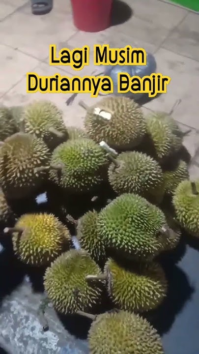 Banjir Durian / Musim Durian - YouTube