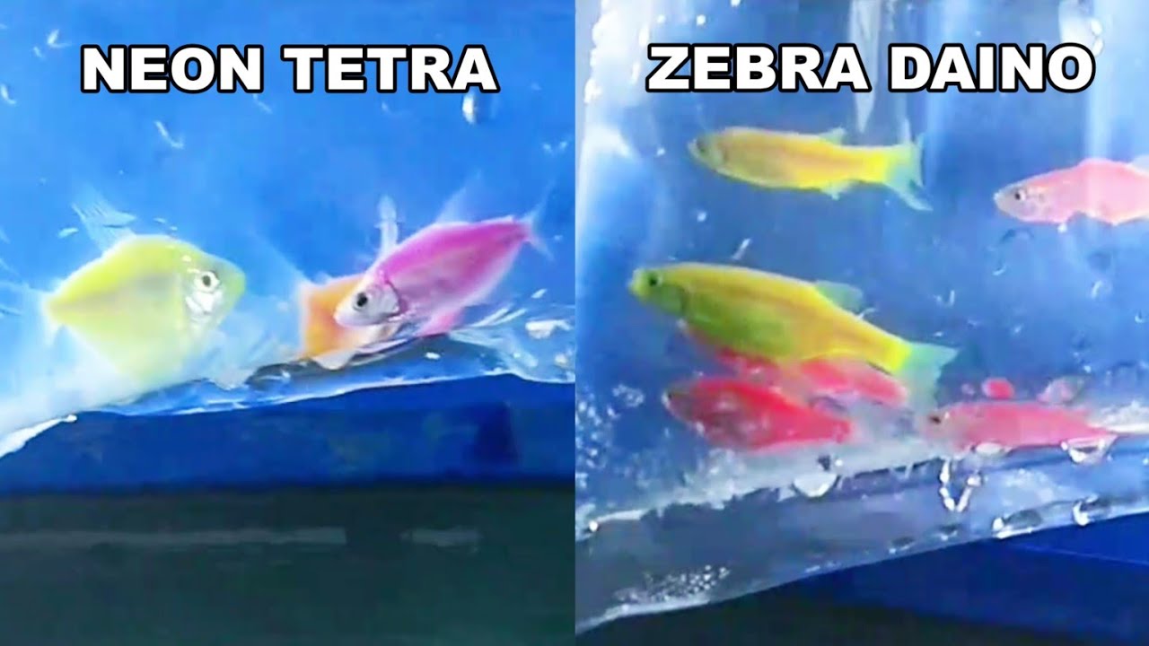 New Aquarium Setup For Glo Tetra and Zebra Danio - YouTube