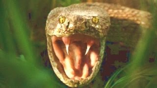 LiveLeak - Snake bite camera very fast and dangerous. Rattlesnake ...