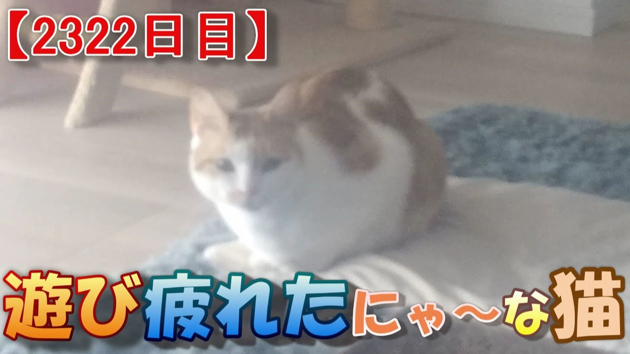 【2322日目】遊び疲れたにゃ～な猫【かわいい・面白い】～The growth record of my cute cat, Nike day ...