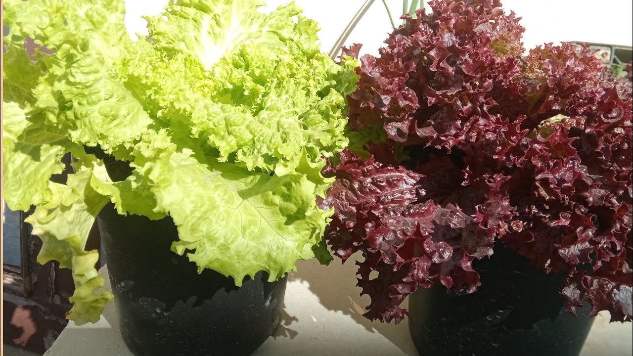 Lettuce Harvesting tips // Salad patta// Lettuce - YouTube